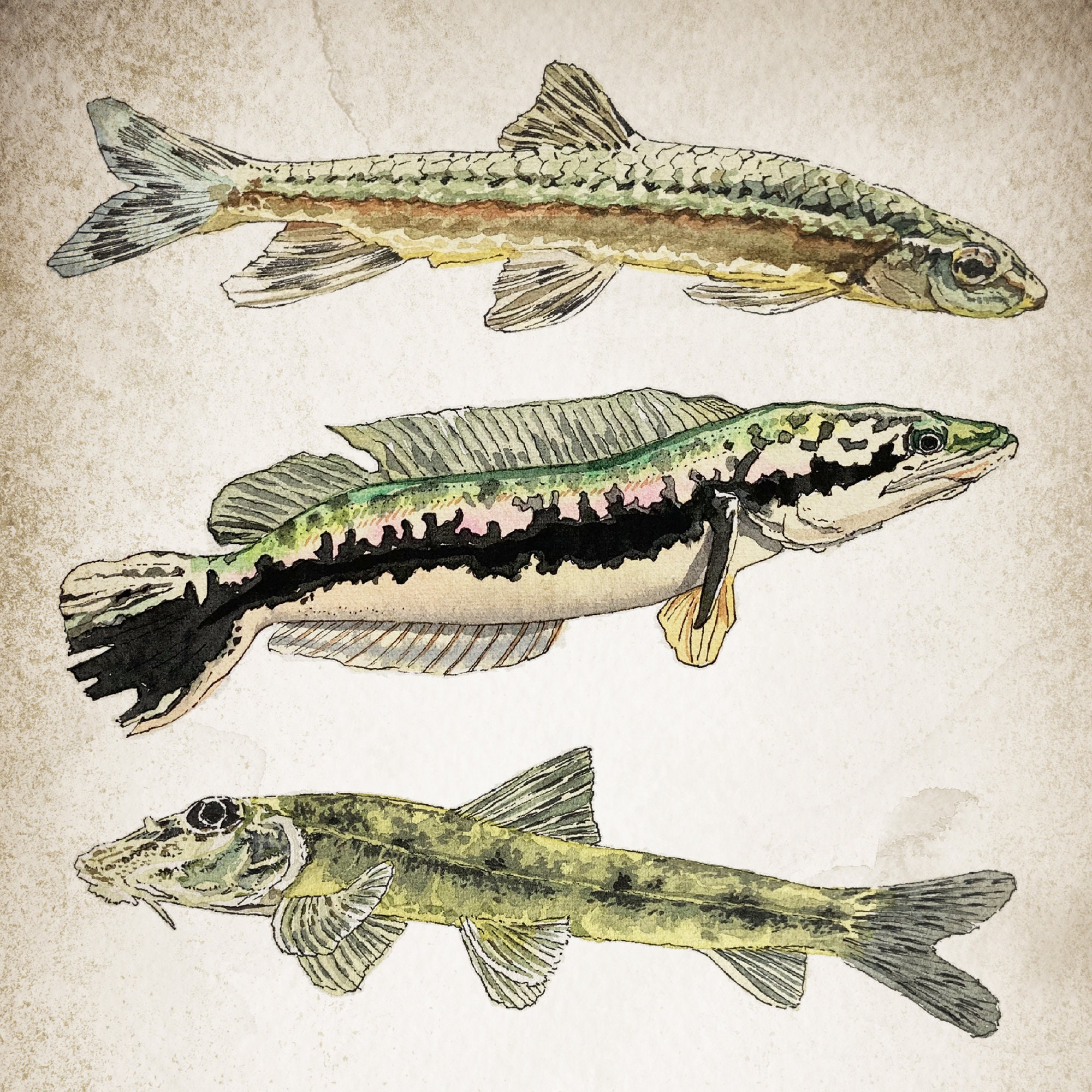 PRINTABLE Fish Watercolor Print, River Fish, Vintage Poster, Fish ...