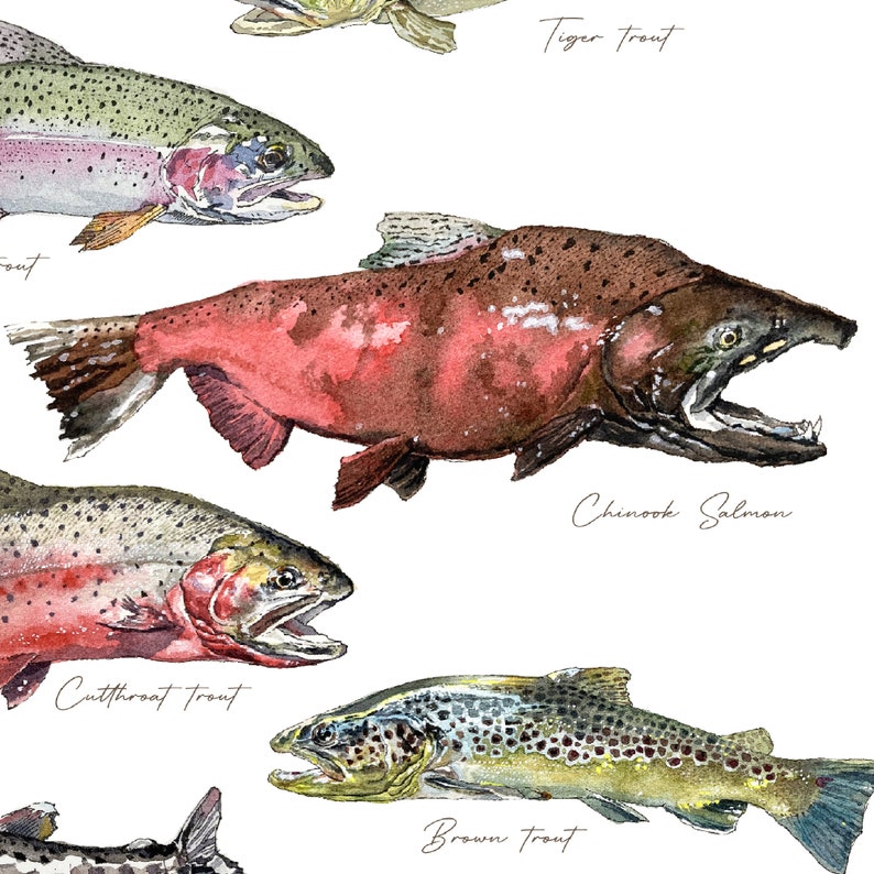 PRINTABLE Fish Watercolor Print, Trout and Salmon Poster, Fish Painting ...