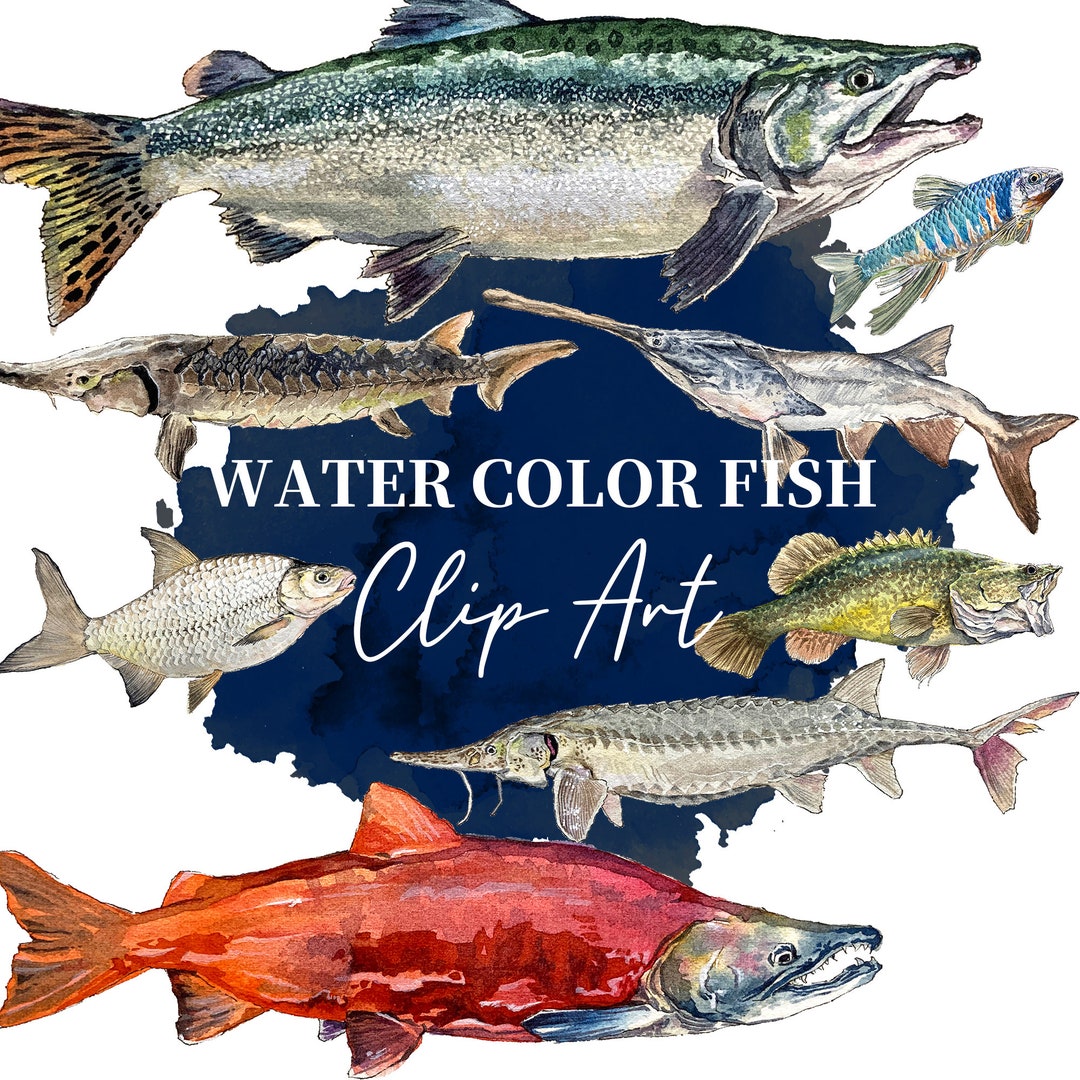 PNG Digital Bundles Fish, Downloadable Water Color Illustration, PNG ...