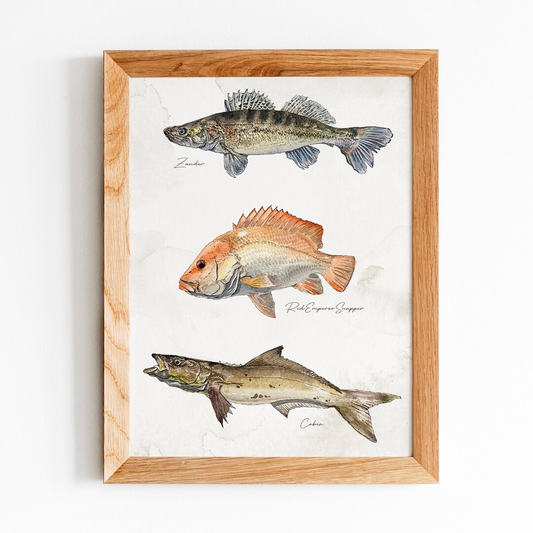 PRINTABLE Fish Watercolor Print, Small Frame Only, Vintage Poster, Fish ...