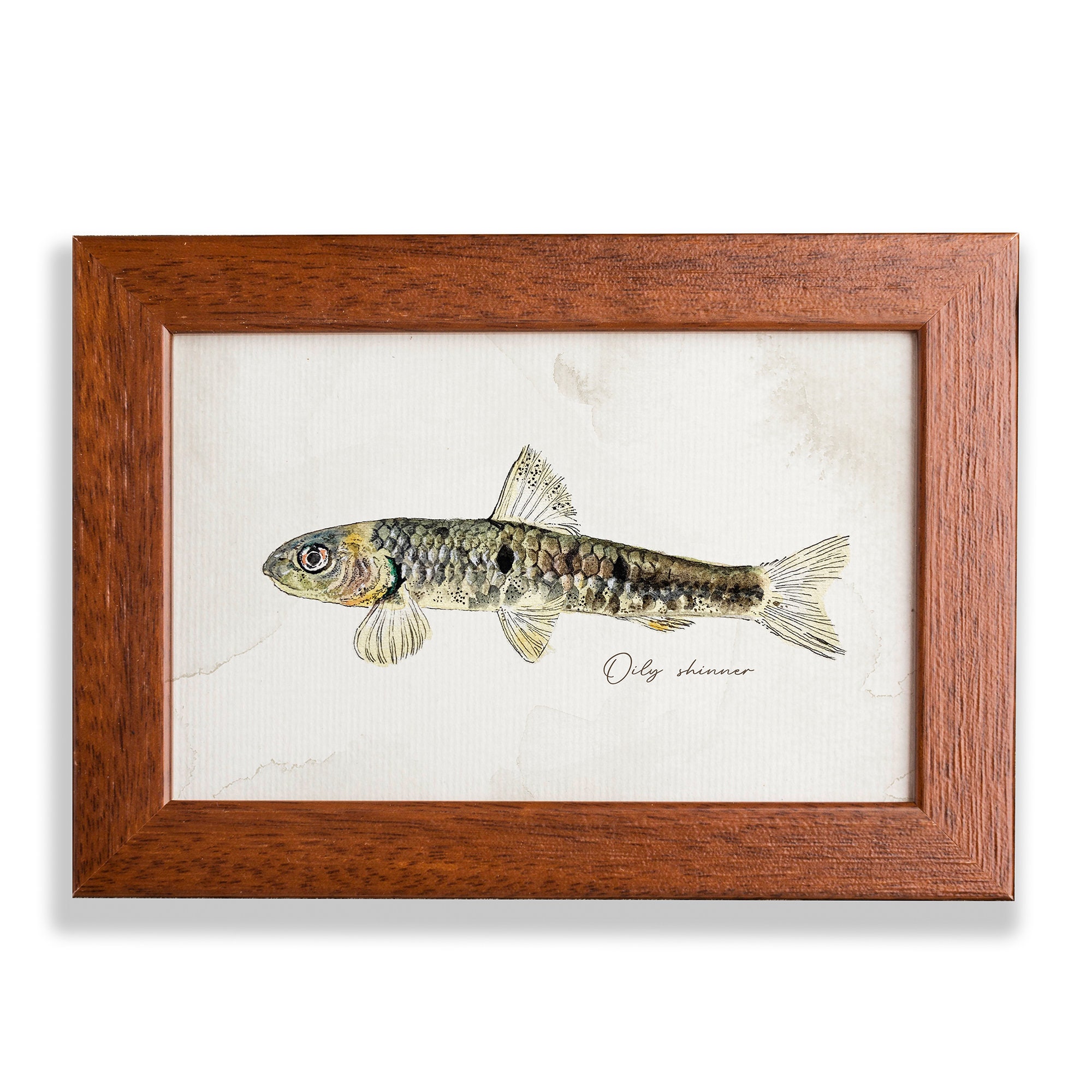 PRINTABLE Fish Watercolor Prints, Fishing, River Fish, Vintage Poster ...