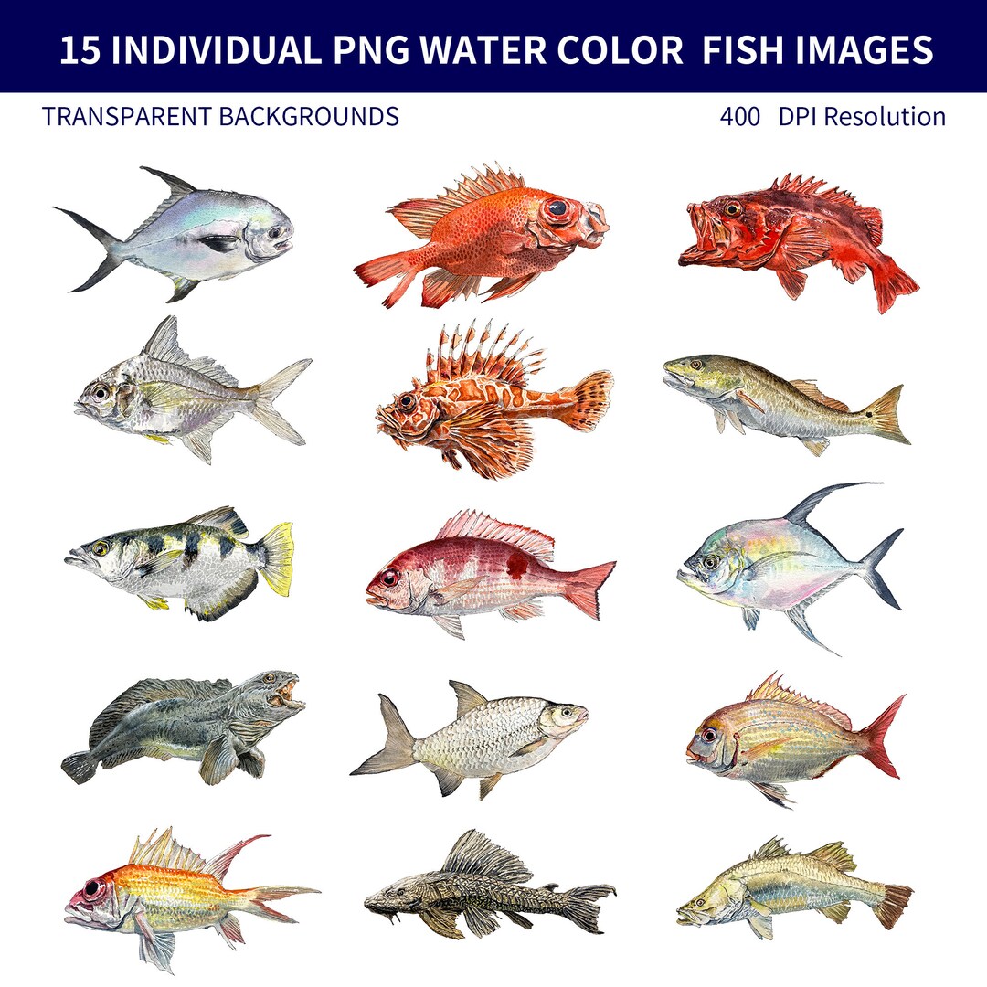PNG Digital Bundles Fish, Downloadable Water Color Illustration, PNG ...
