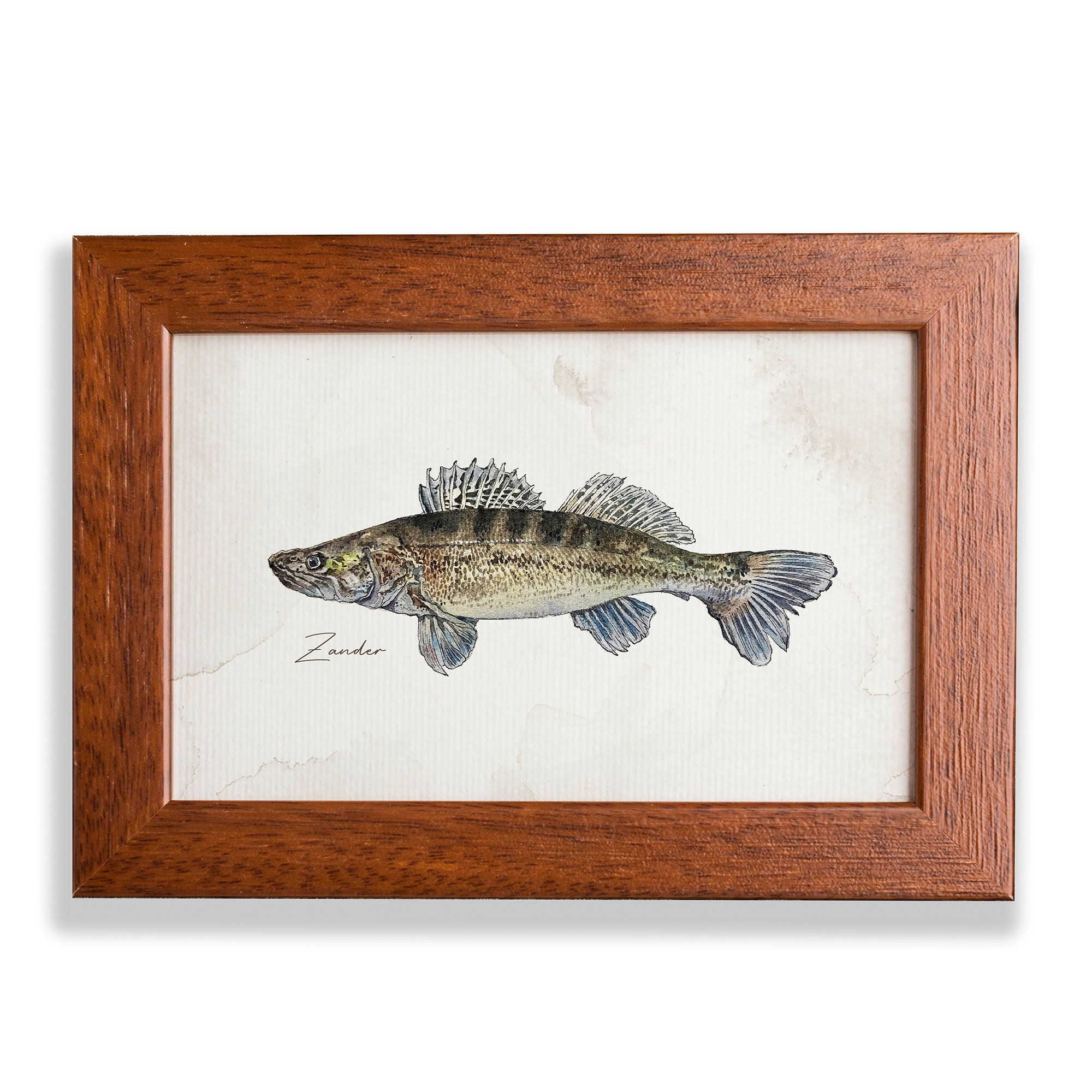 PRINTABLE Fish Watercolor Print, Small Frame Only, Vintage Poster, Fish ...