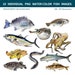 PNG Digital Bundles Fish, Downloadable Water Color Illustration, PNG ...