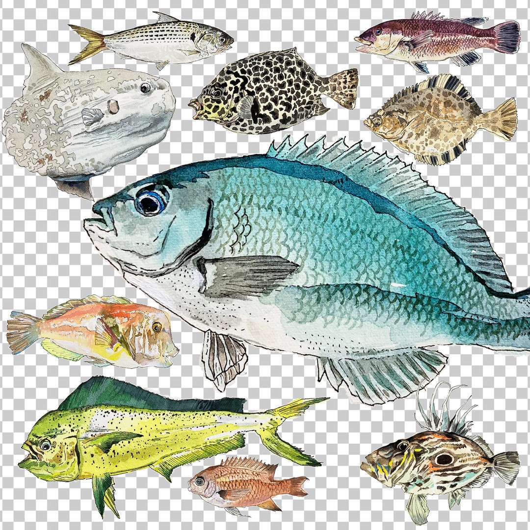 PNG Digital Bundles Fish, Downloadable Water Color Illustration, PNG ...