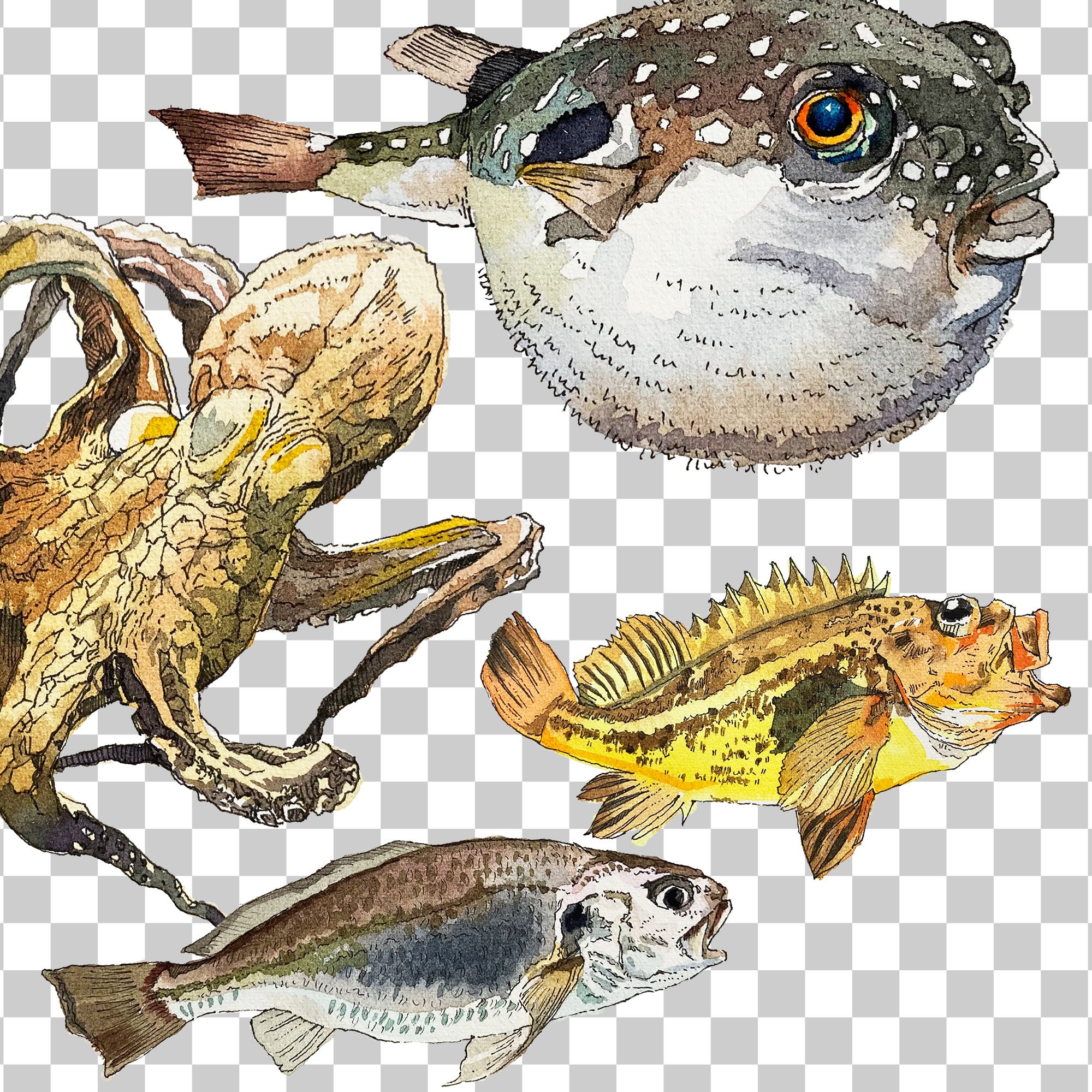 PNG Digital Bundles Fish, Downloadable Water Color Illustration, PNG ...