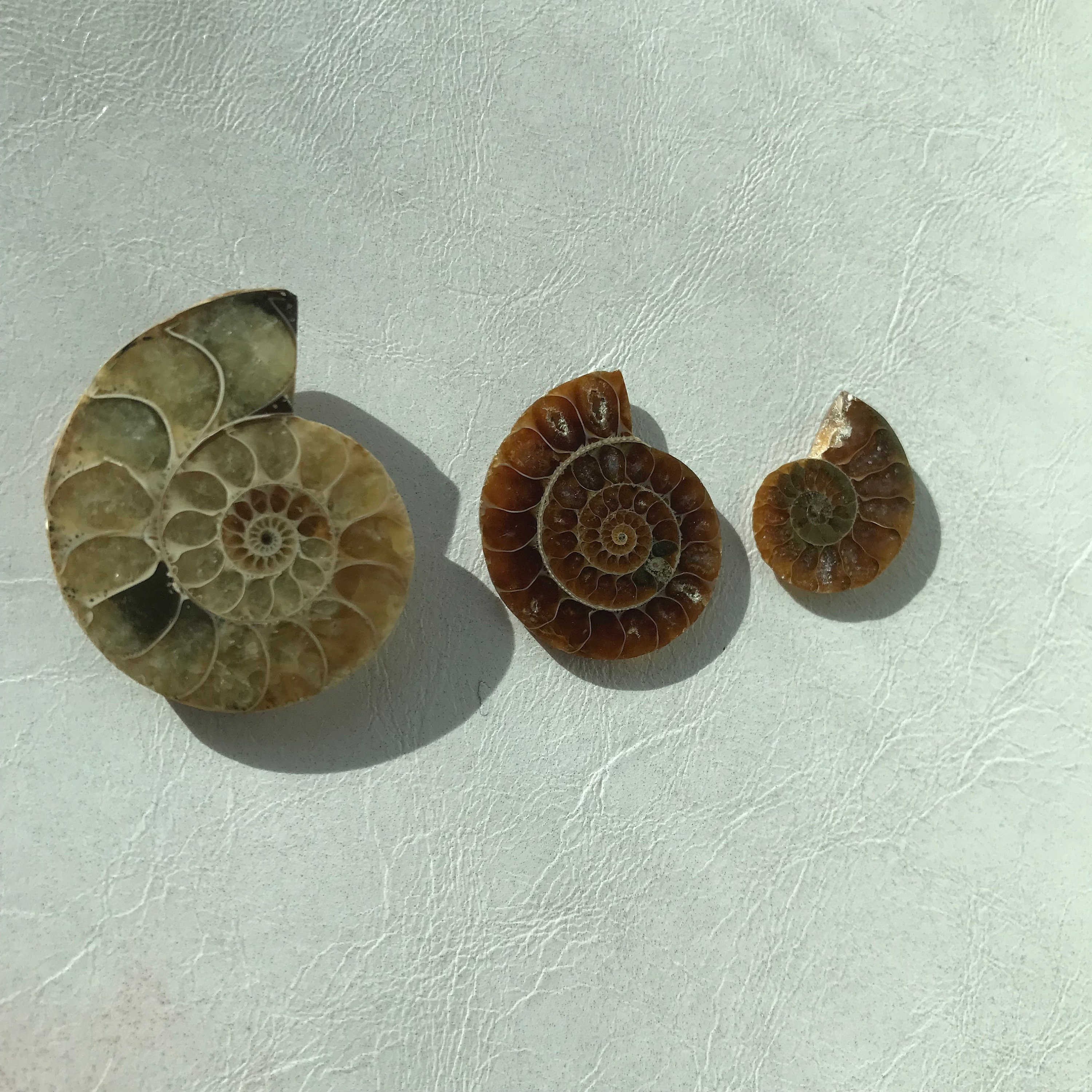 A Natural Spot Color Ammonite Snail Leaf Slice Snail Fossil - Etsy