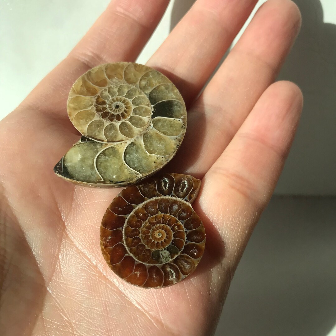 A Natural Spot Color Ammonite Snail Leaf Slice Snail Fossil - Etsy