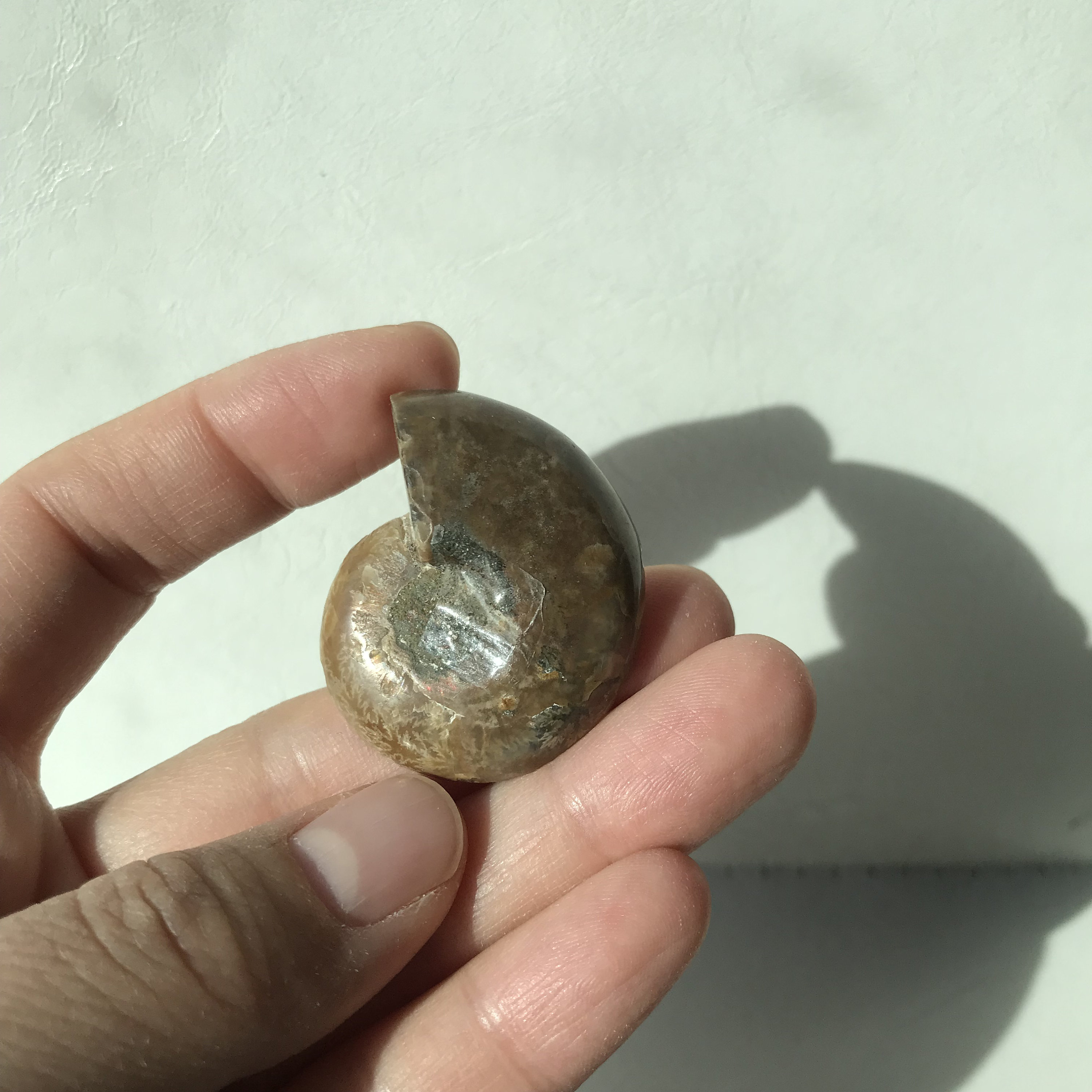 A Natural Spot Color Ammonite Snail Leaf Slice Snail Fossil - Etsy