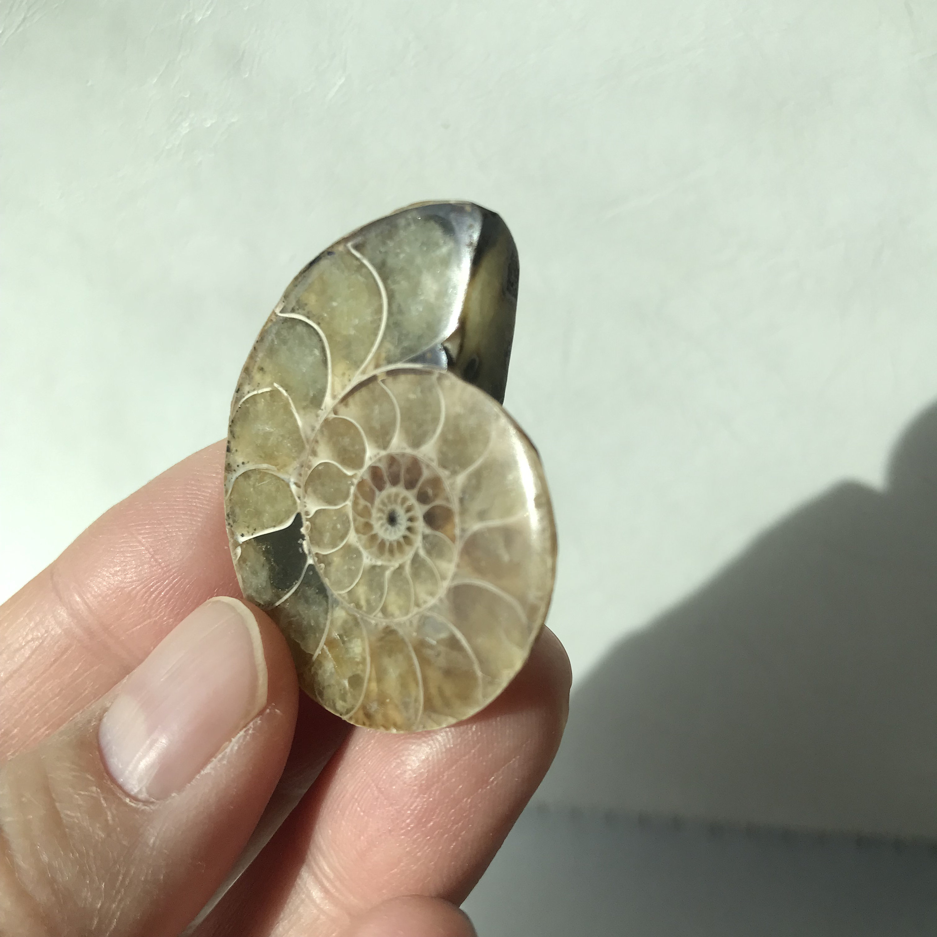 A Natural Spot Color Ammonite Snail Leaf Slice Snail Fossil - Etsy