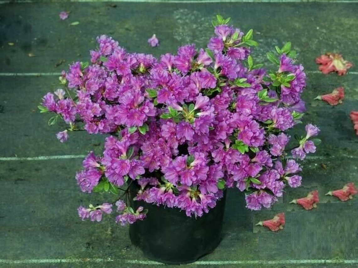 Azalea Purpurrosa Geisha Purple Hardy Japanese Evergreen Shrub | Etsy