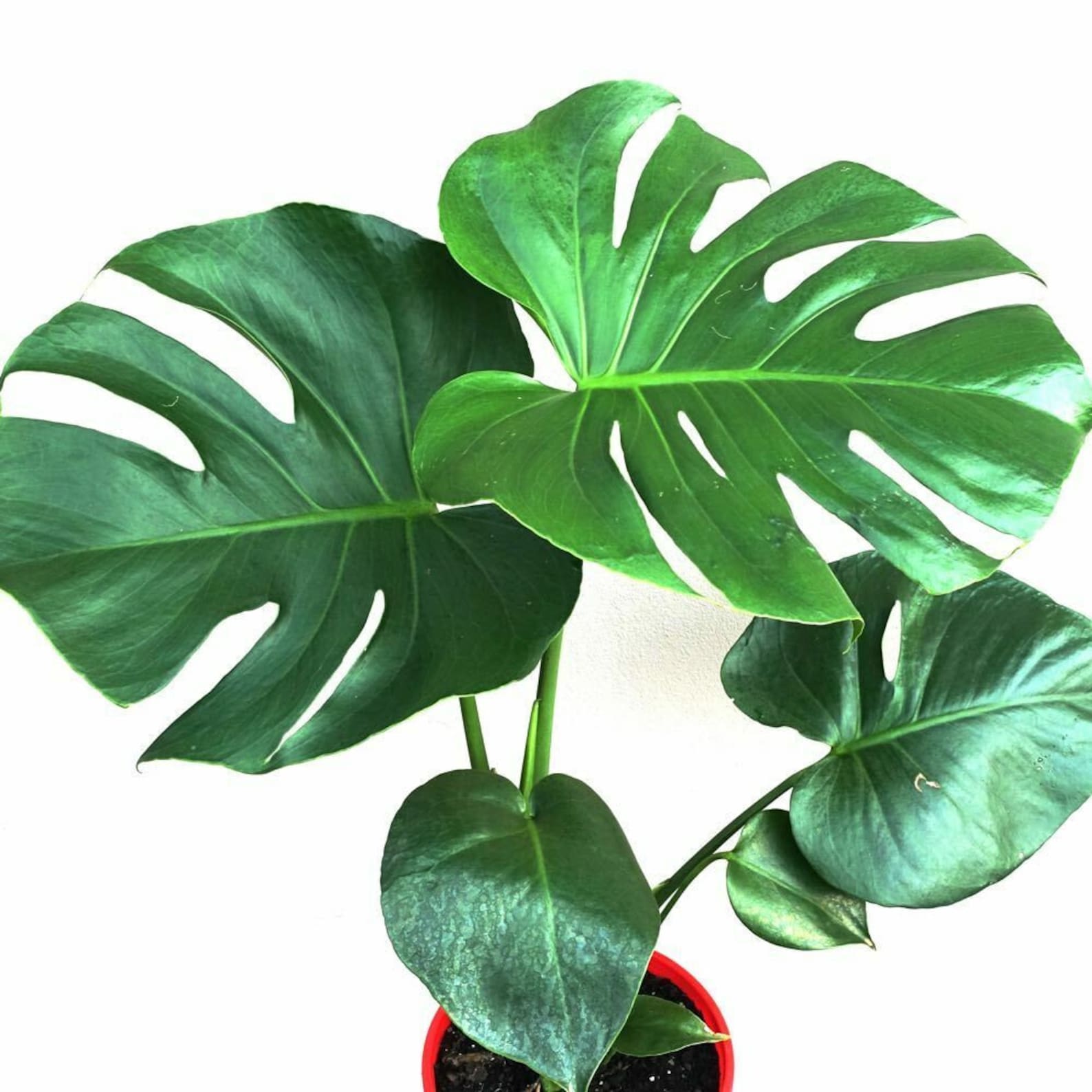Philodendron Monstera Plant Deliciosa Houseplant indoor Office | Etsy