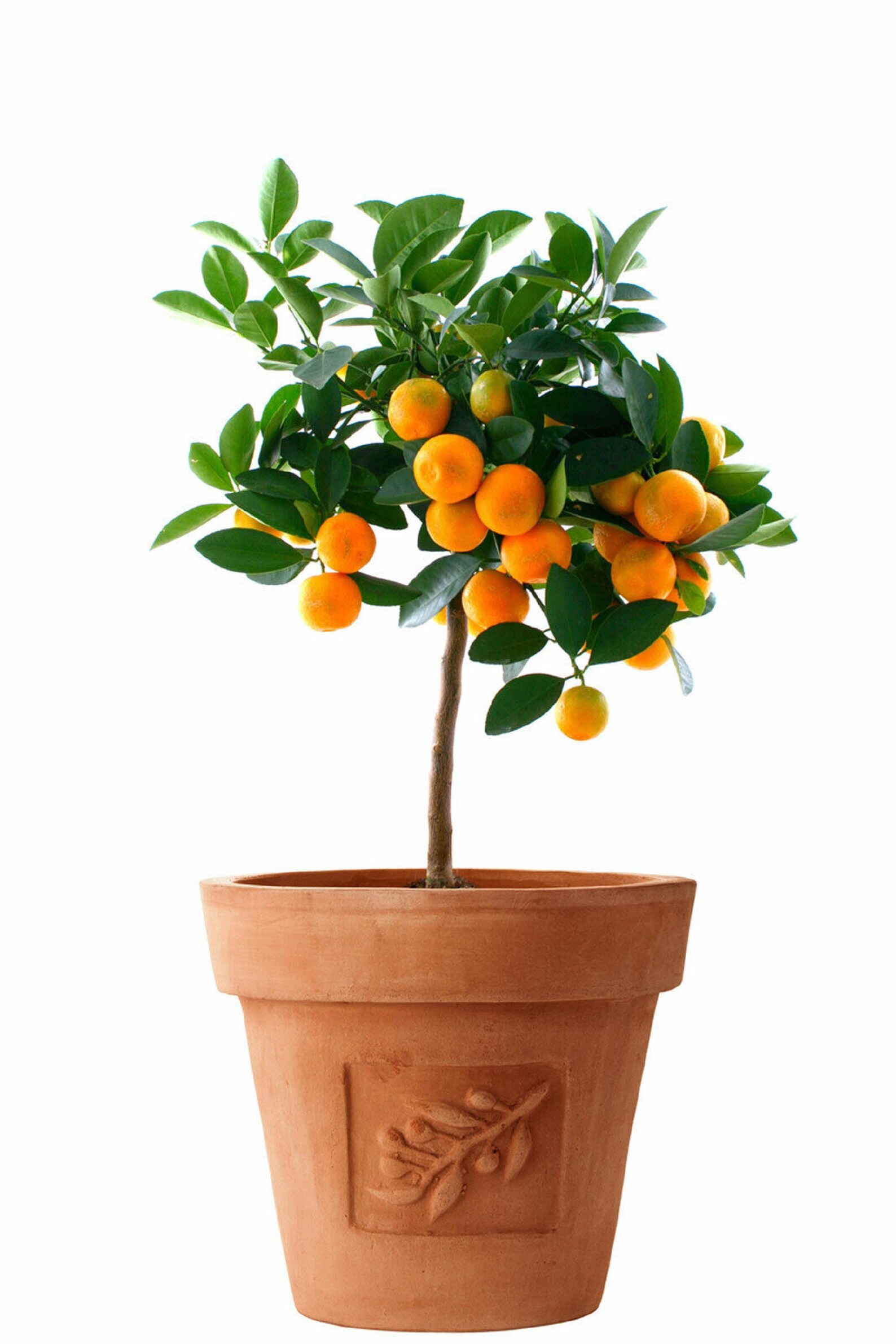 DREAMARKET Orange Citrus Fruits Plant Mini Stem Tree Evergreen | Etsy