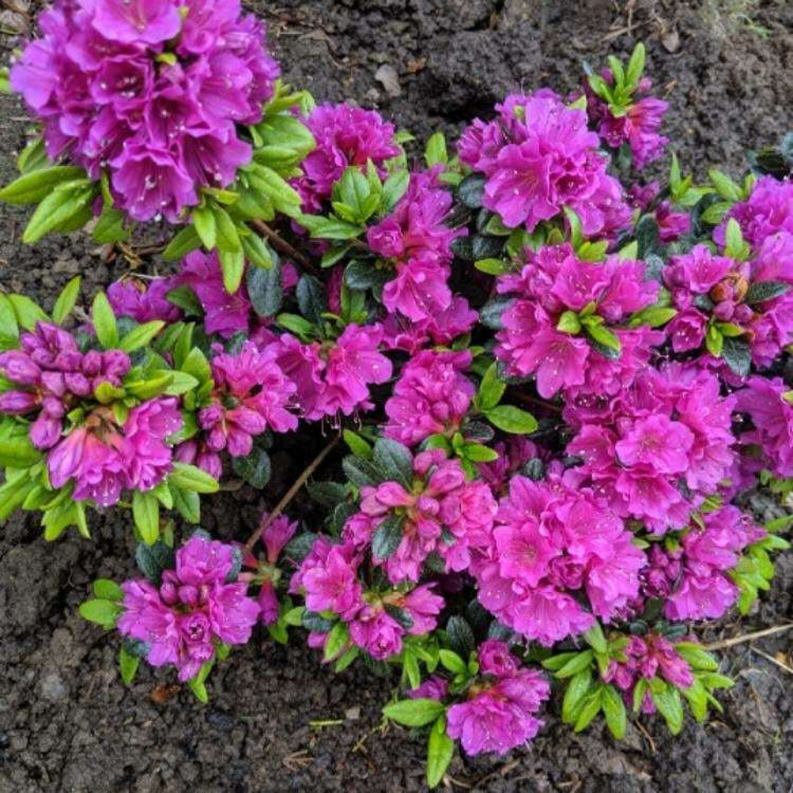 Azalea Purpurrosa Geisha Purple Hardy Japanese Evergreen Shrub | Etsy