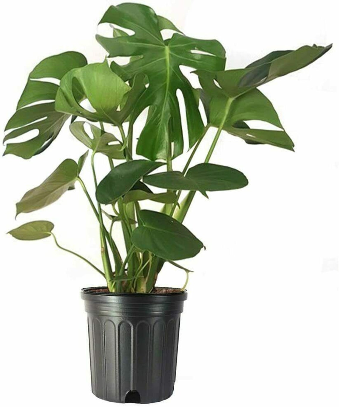 Philodendron Monstera Plant Deliciosa Houseplant indoor Office | Etsy