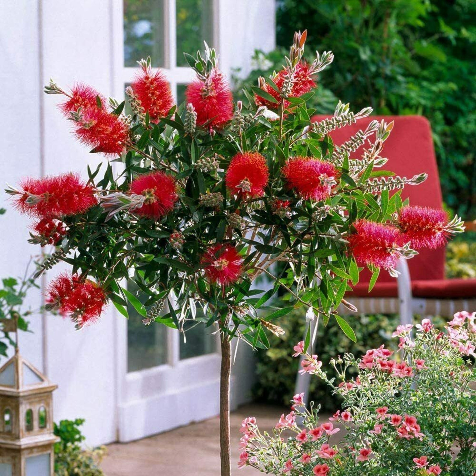 DREAMARKET Red Callistemon Bottlebrush Standard Tree Hardy | Etsy