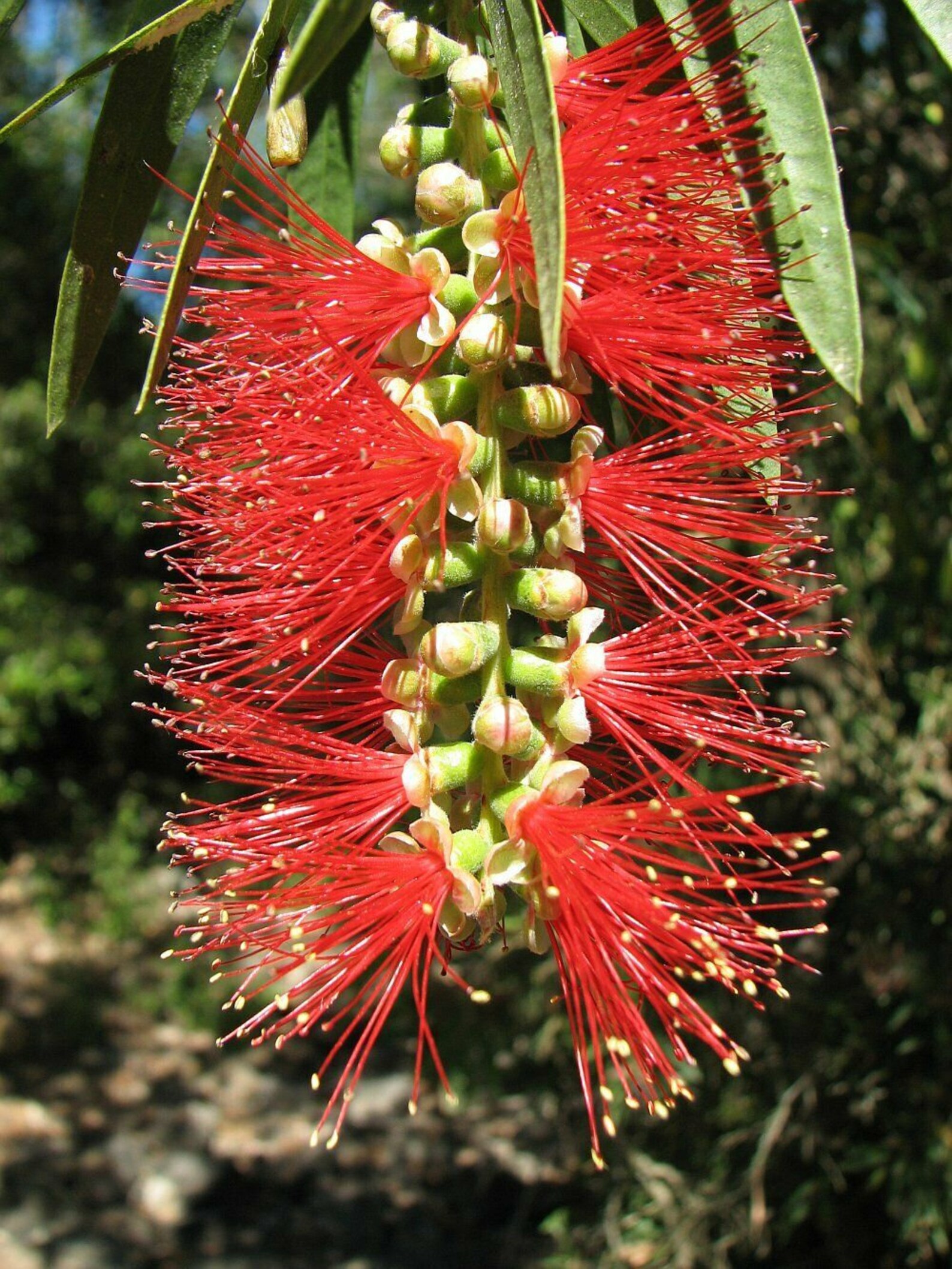 Red Callistemon Bottlebrush Standard Tree Hardy Shub King Park | Etsy