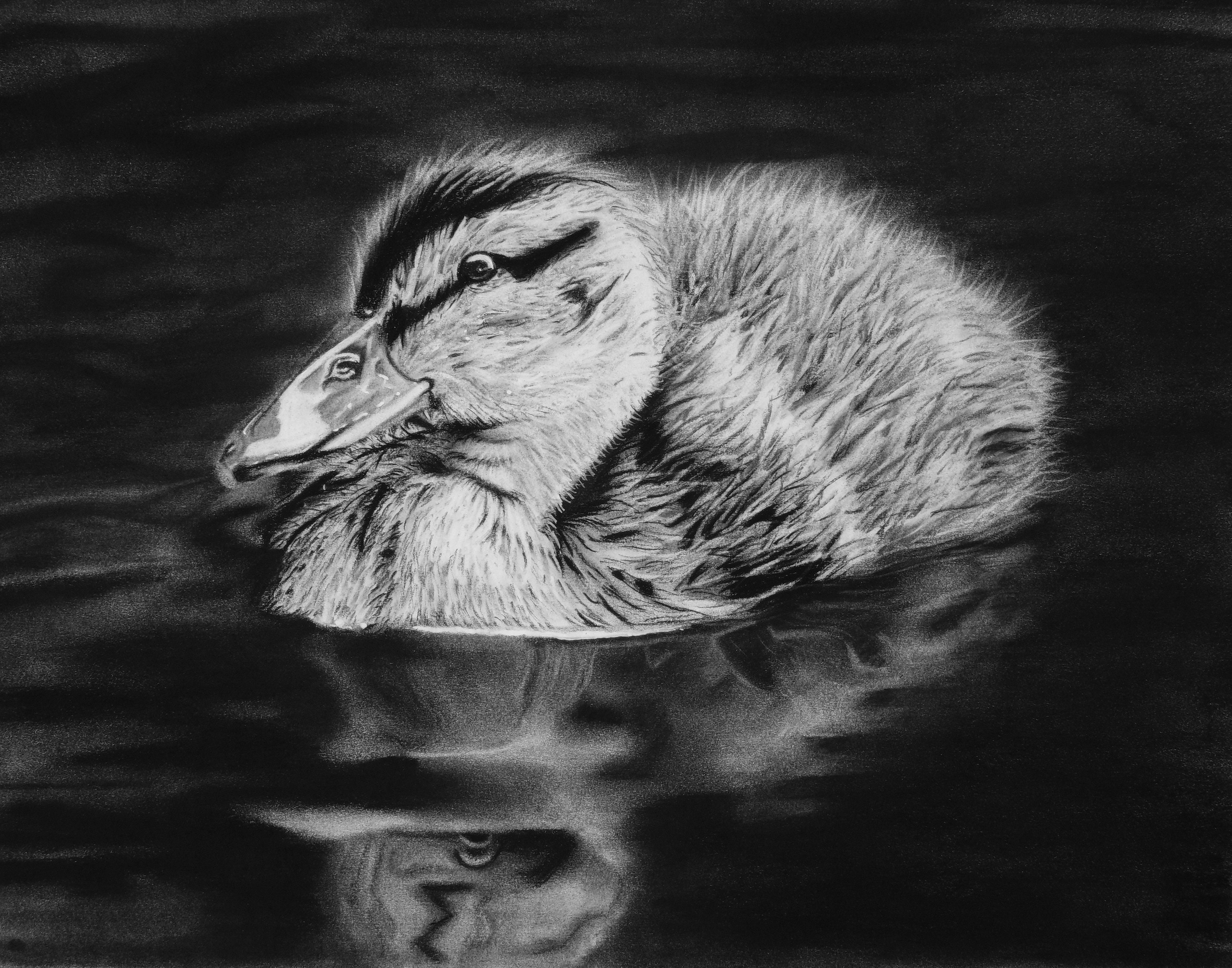 Swimming Duck Drawing