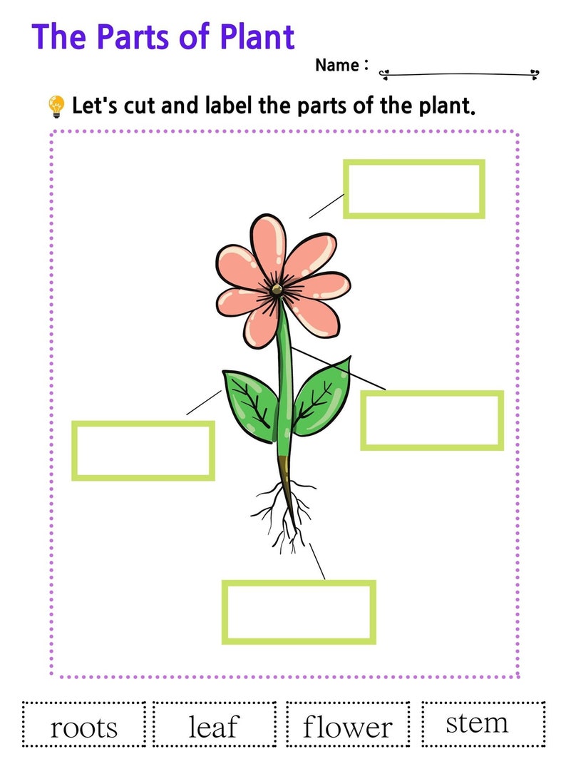 INSTANT DOWNLOAD / Science Activities, Kinder, 1st 2nd Grade, Plants ...