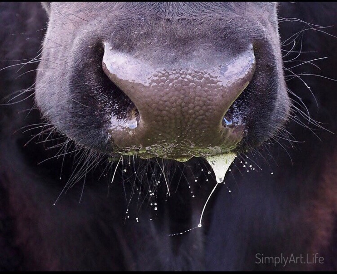 Lovely Nosy Cow Photo : - Etsy
