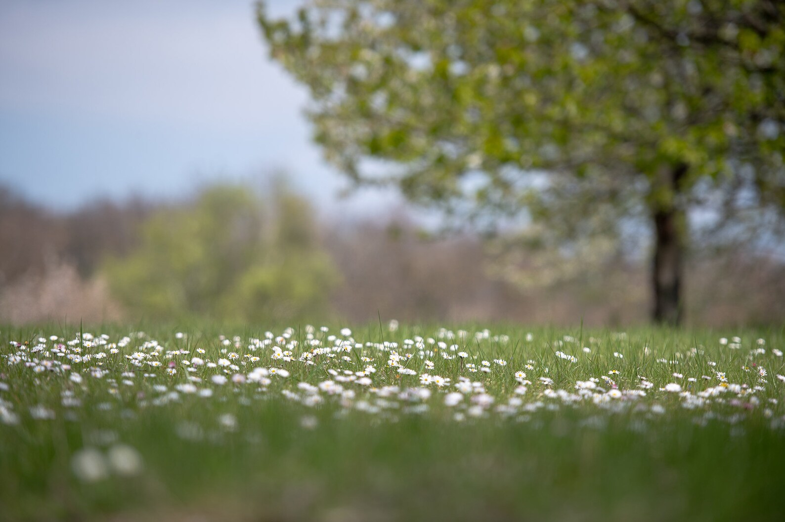 Digital Backdrops the Meadow 2 .jpg Files - Etsy