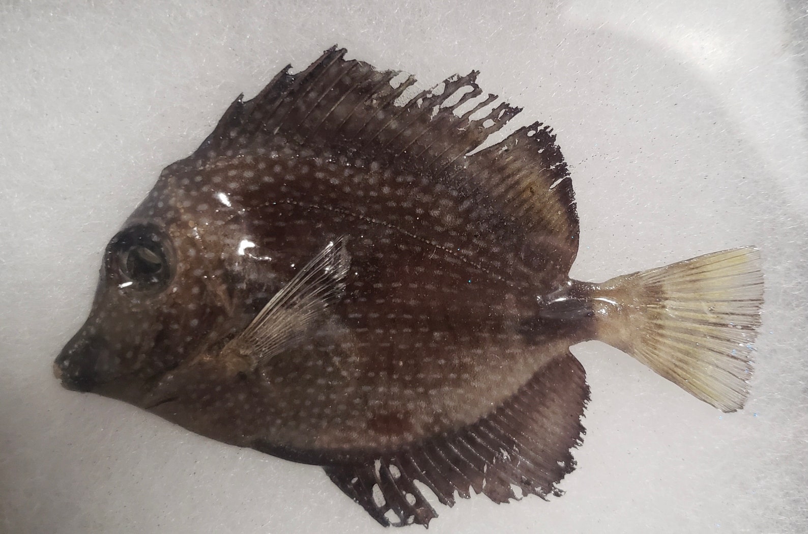 Jewel Tang in Frame | Etsy