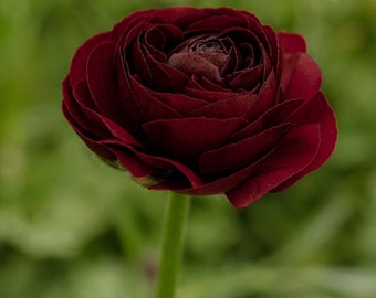 Black Ranunculus - Etsy