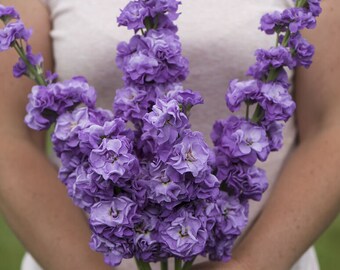 Matthiola Incana | Etsy