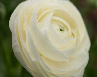 Ranunculus Corms - Etsy