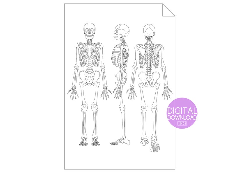 Printable Human Anatomy Poster Anatomy Wall Art Skeleton - Etsy