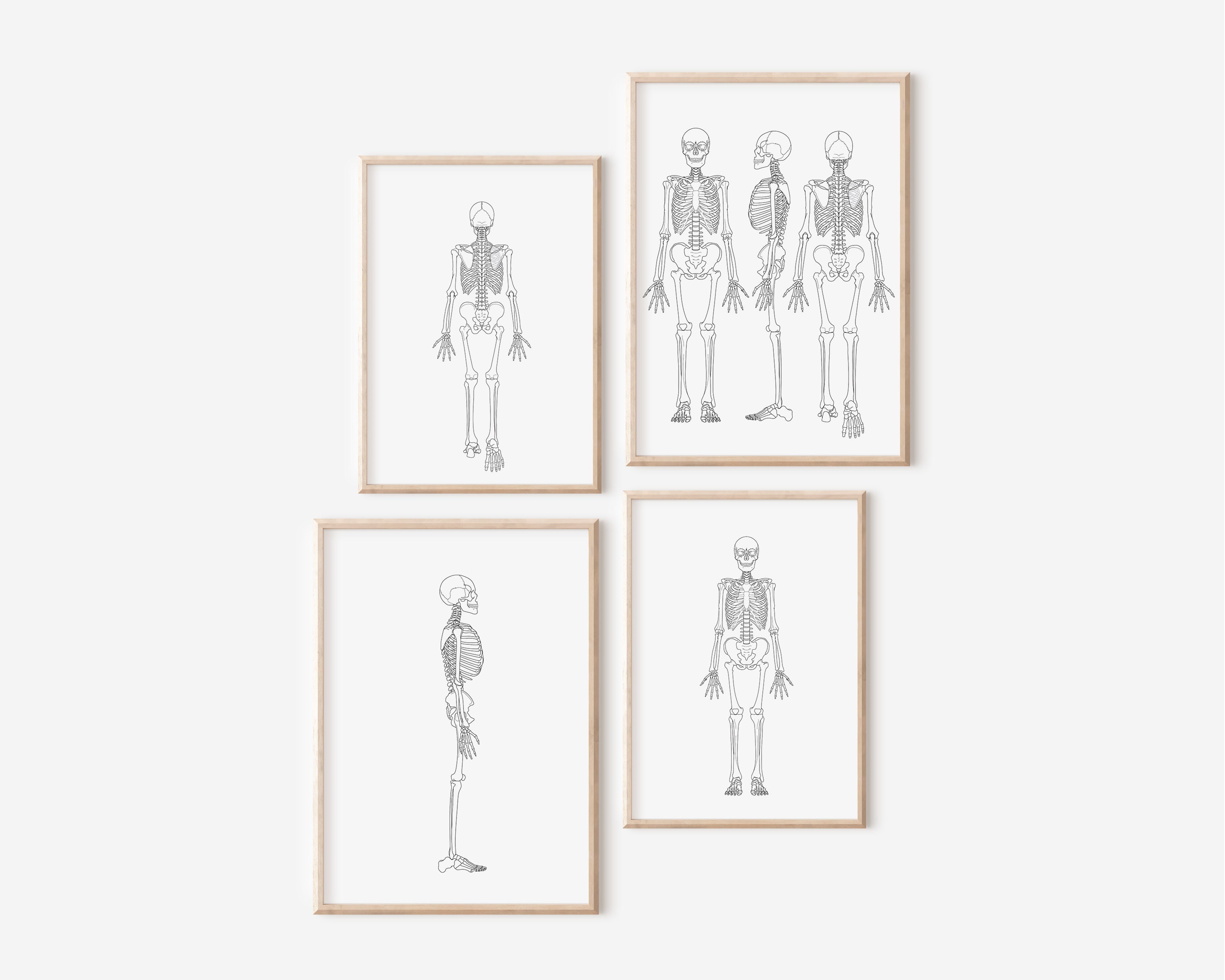 Printable Human Anatomy Poster Anatomy Wall Art Skeleton - Etsy