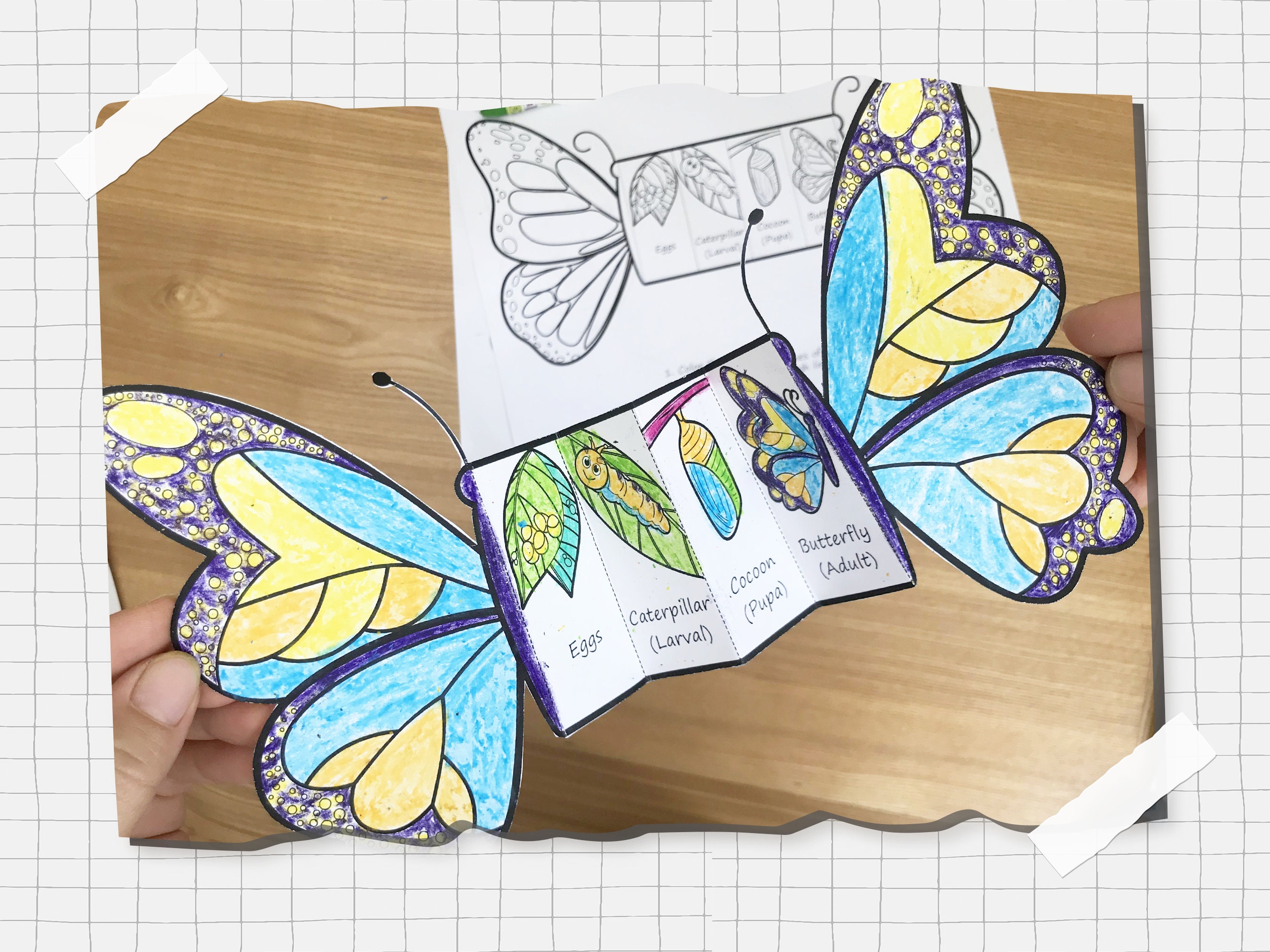 Butterfly Life Cycle Learning Activity for Kids Foldablemontessori Kids ...