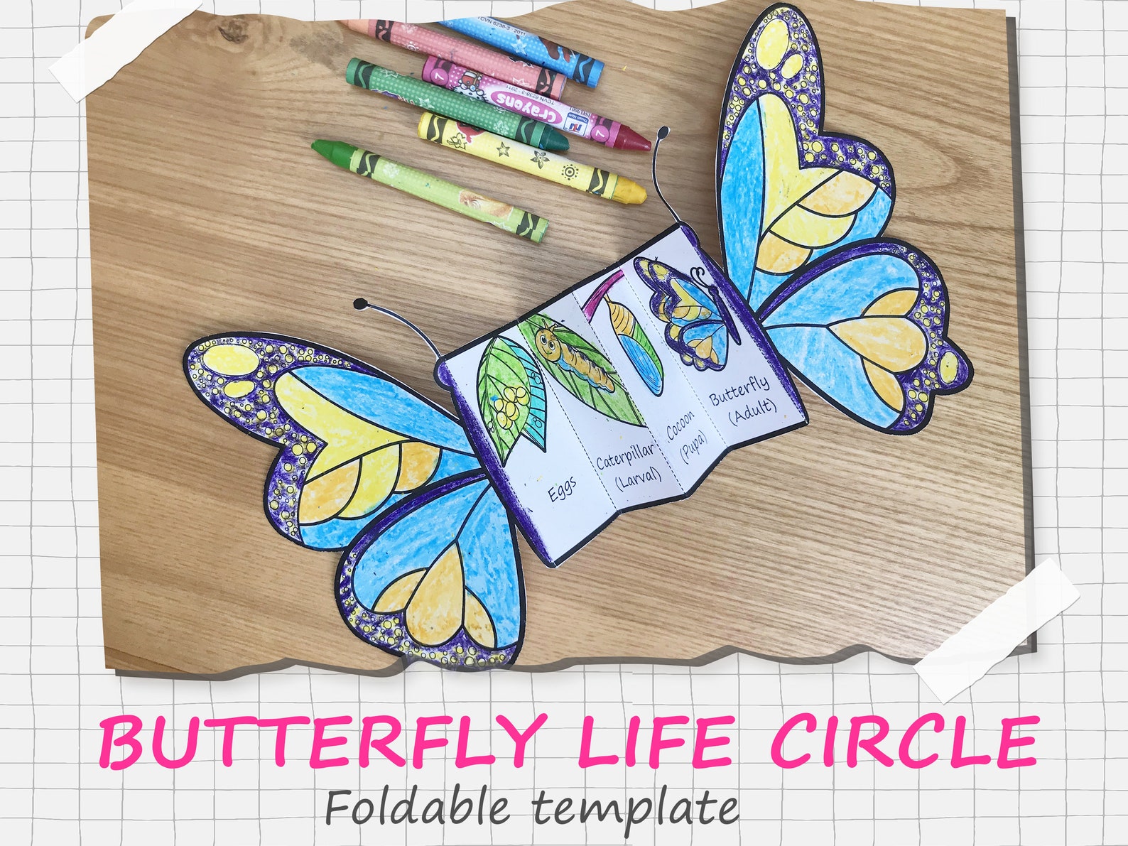 Butterfly Life Cycle Learning Activity for Kids Foldablemontessori Kids ...