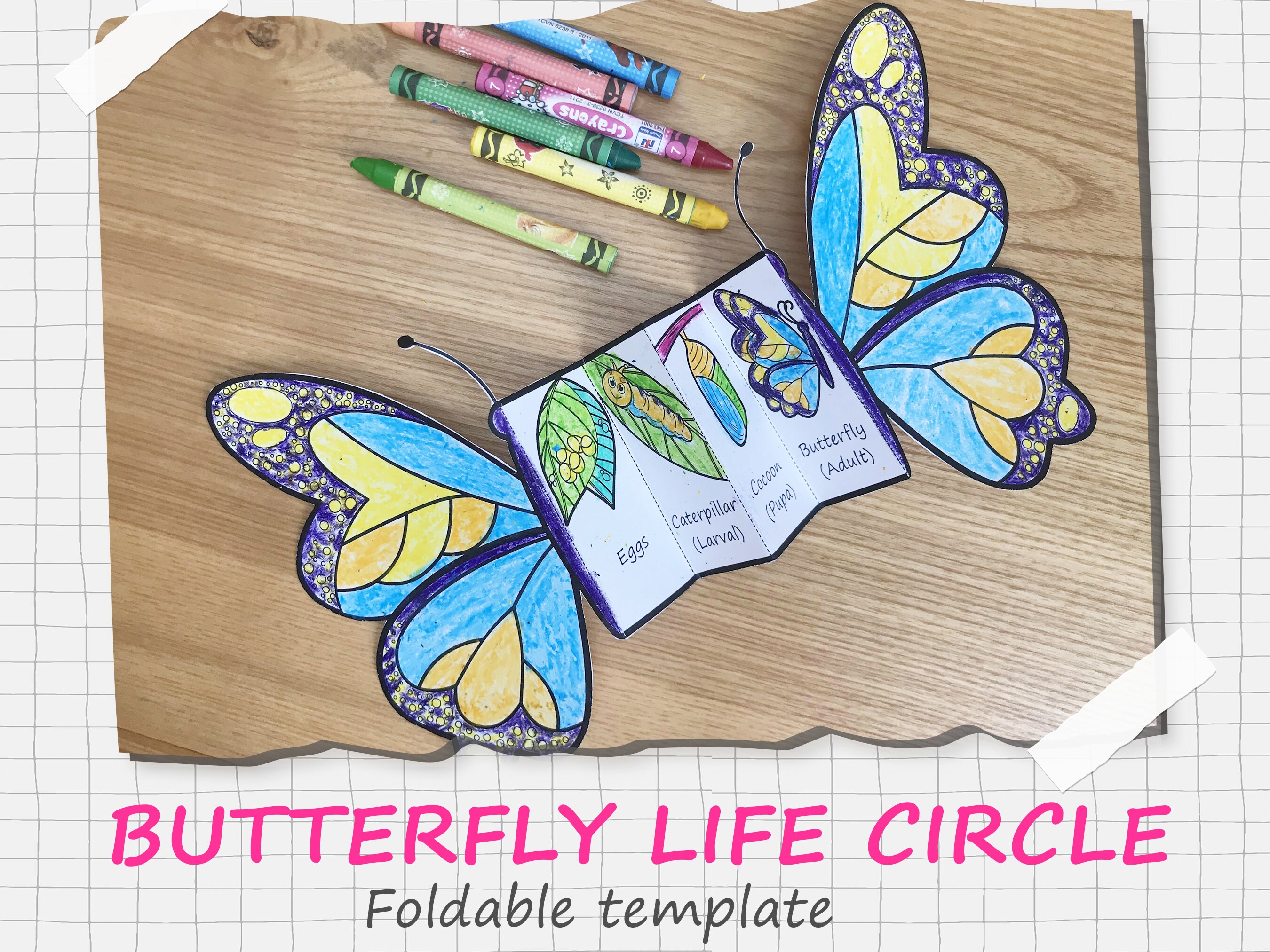 Butterfly Life Cycle Learning Activity for Kids Foldable|montessori ...