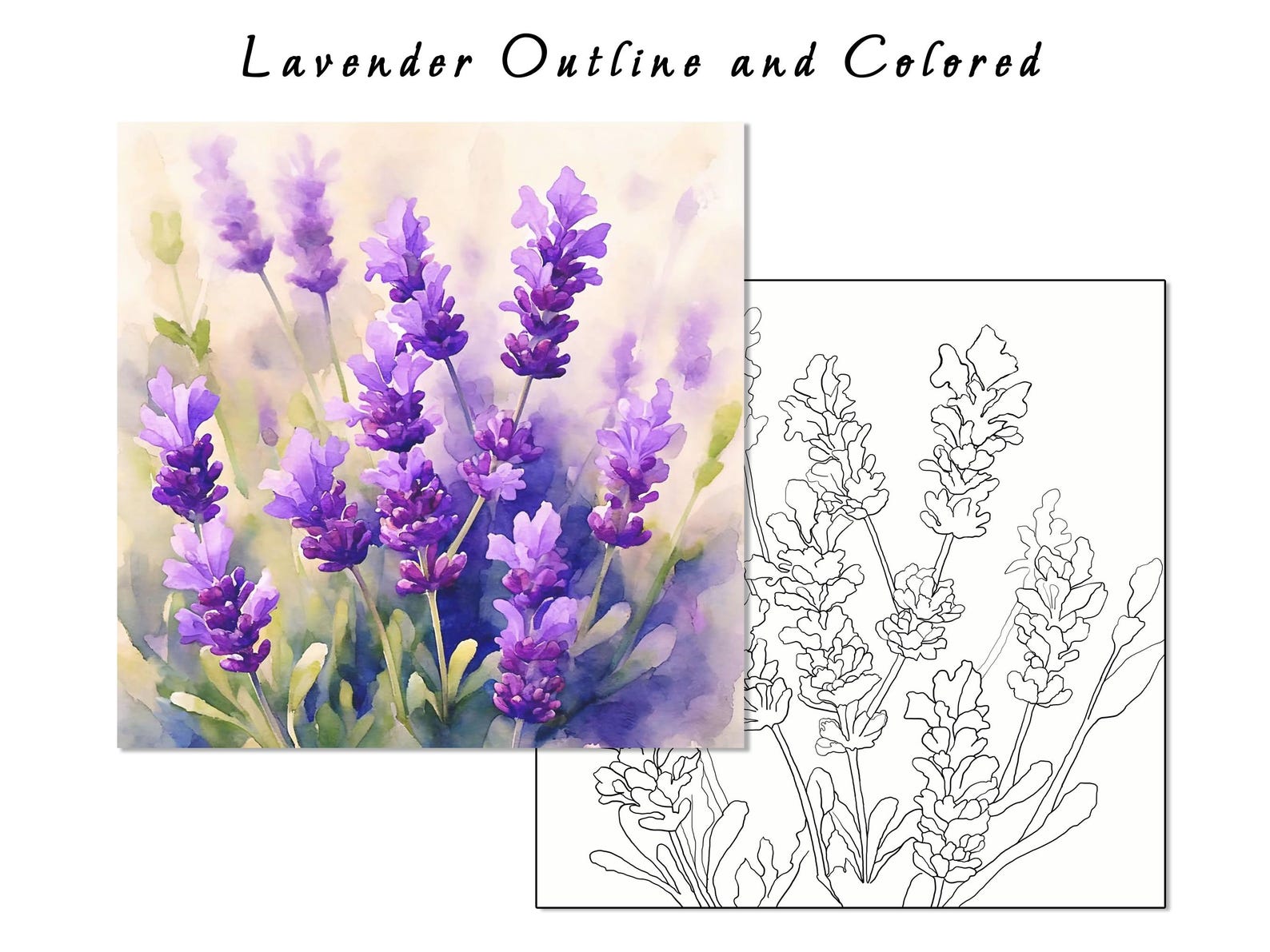 Lavender Flower Drawing Outline/landscape Drawing Outline,template ...