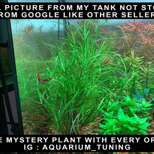 Juncus Repens Bunch Submerged Grown No Melting - Etsy