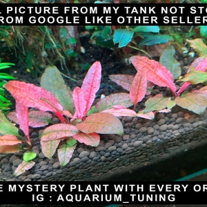 Crypt Pink Flamingo 1 Small Plant 100% Submerged Grown Rare - Etsy
