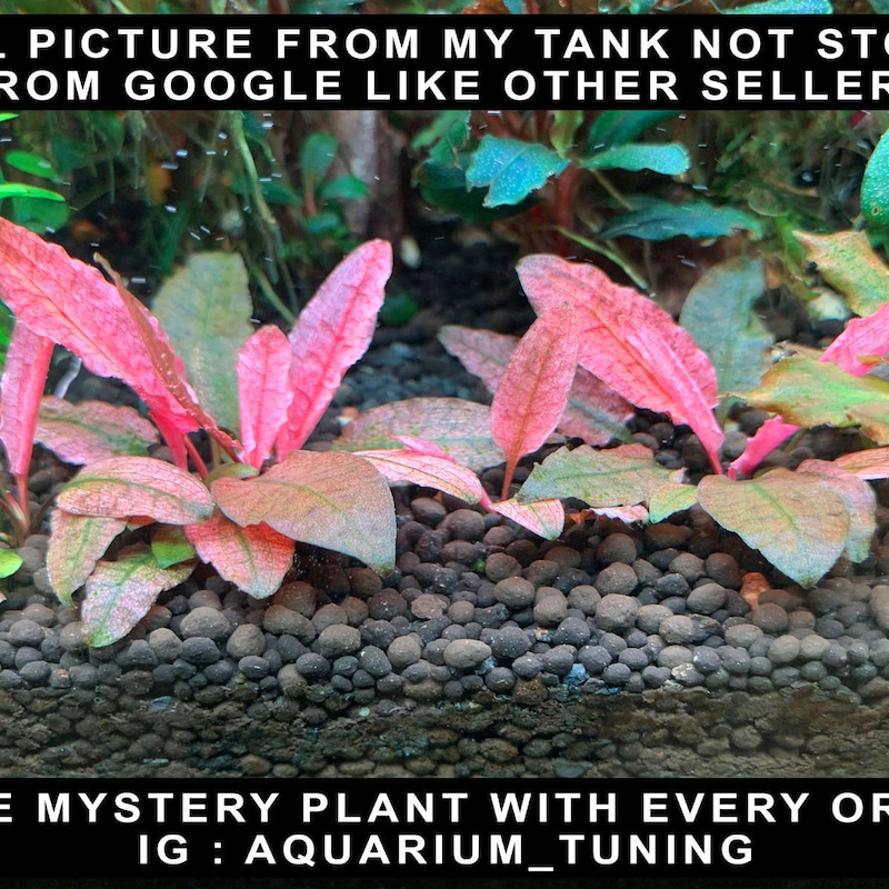 Pink Cryptocoryne - Etsy Canada