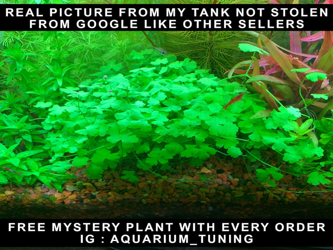 Hydrocotyle Tripartita "japan" | Bunch | 100% Fully Submerged Grown - Etsy