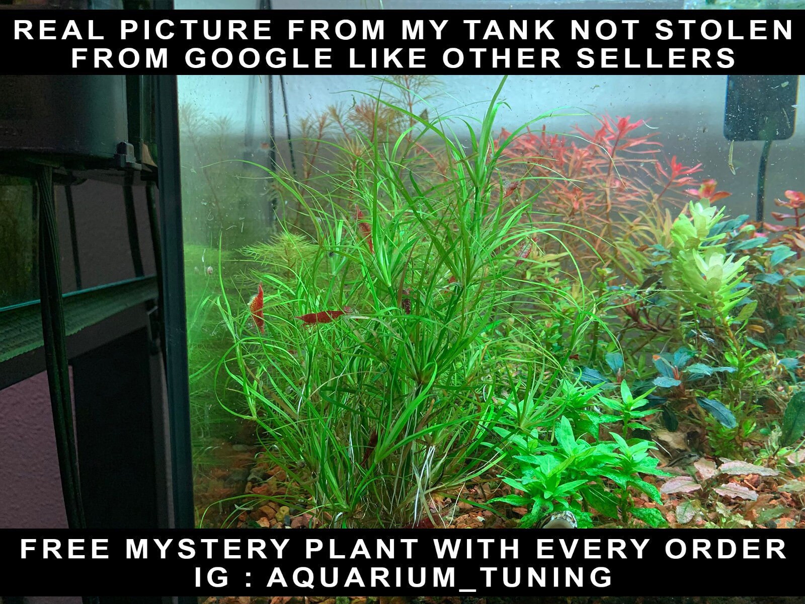 Juncus Repens Bunch Submerged Grown No Melting - Etsy