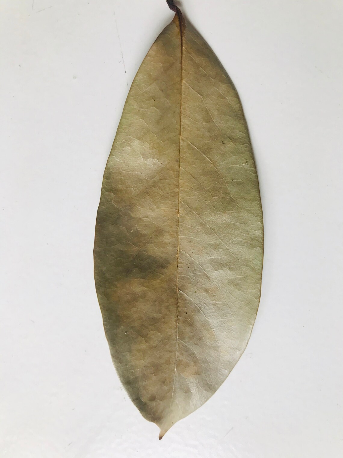 Sun Dried Organic Soursop Leaves | Etsy