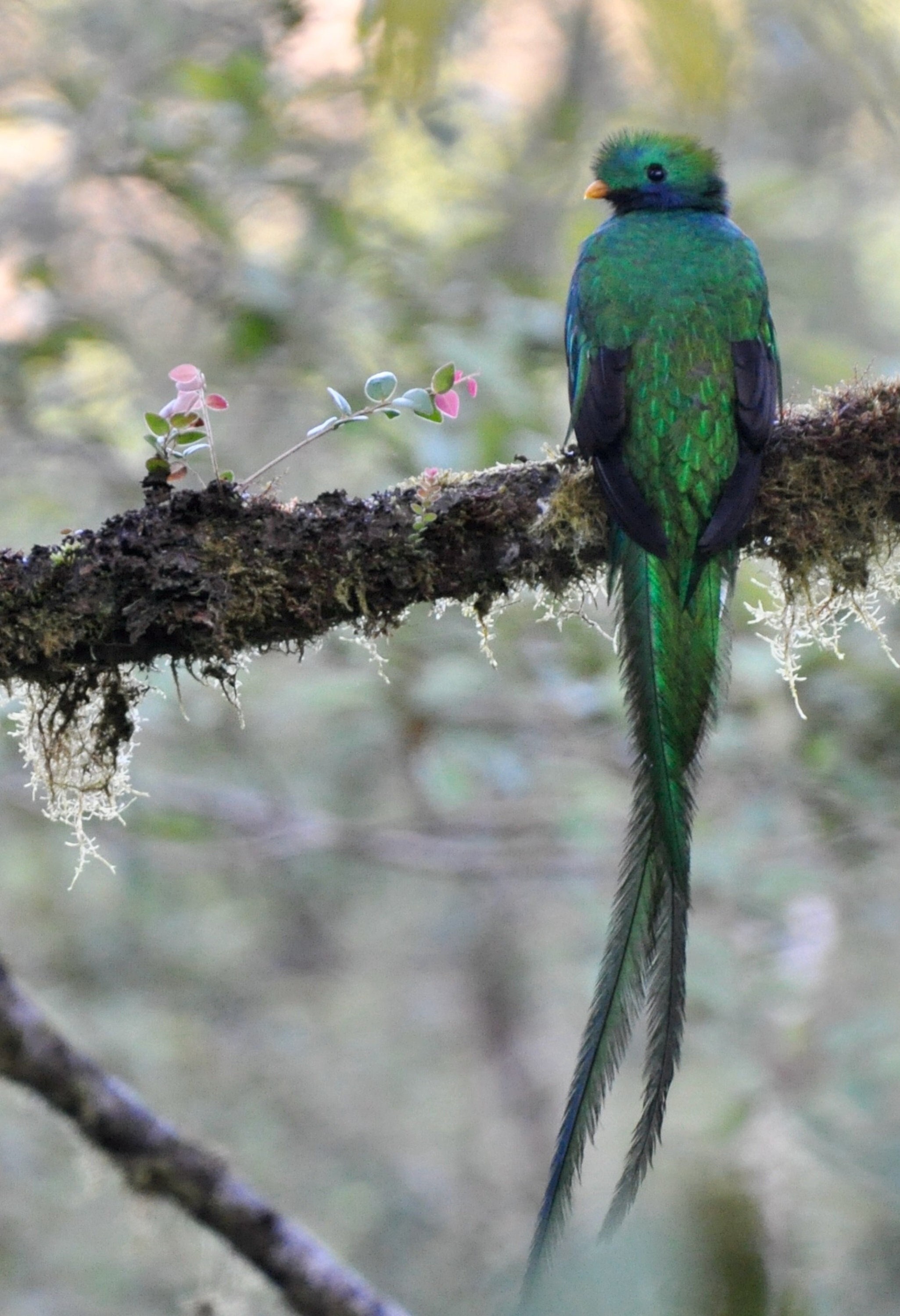 Quetzal Resplendent Quetzal Bird National Bird of Guatemala. Tropical ...