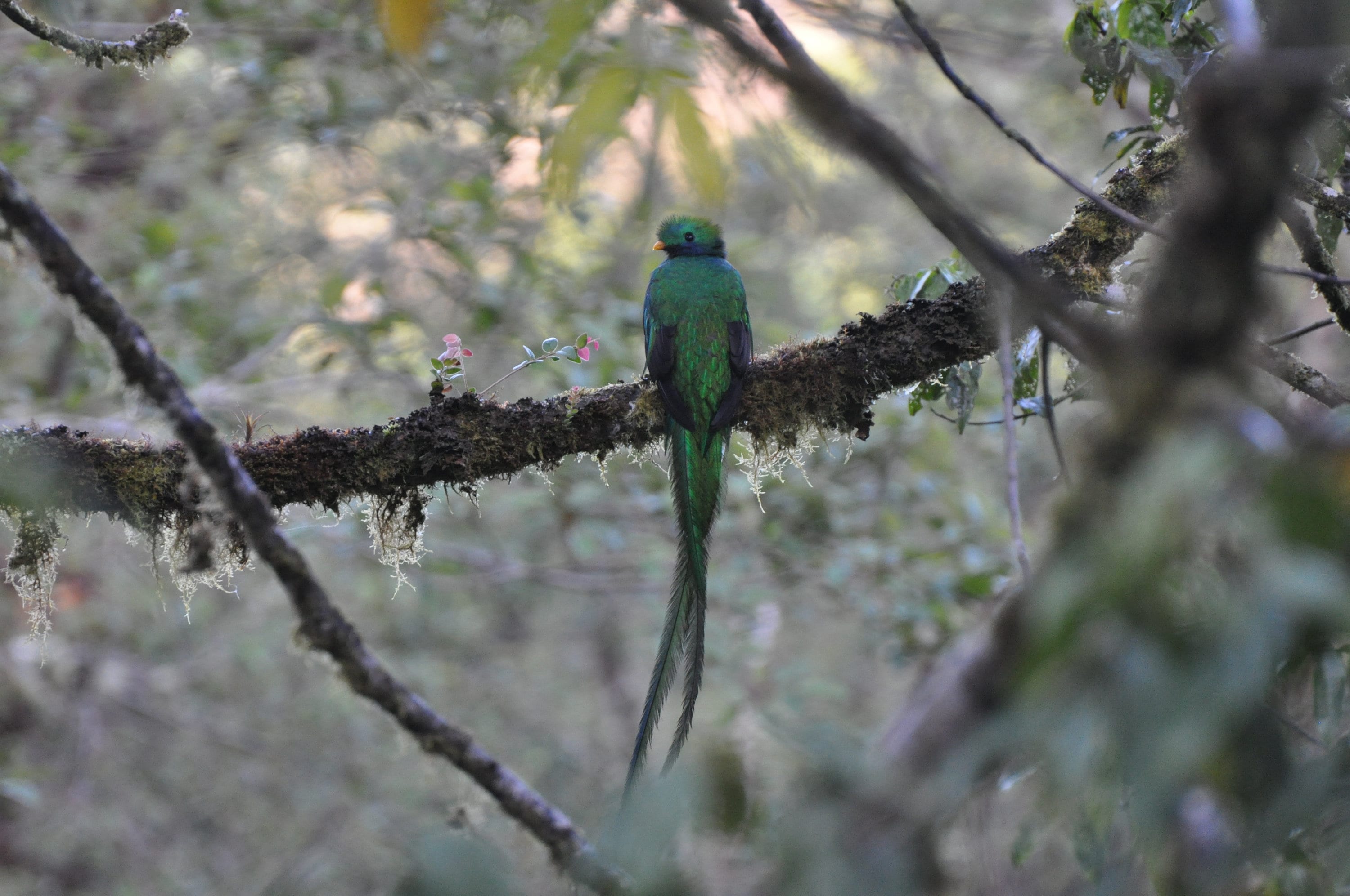 Quetzal Resplendent Quetzal Bird National Bird of Guatemala. Tropical ...