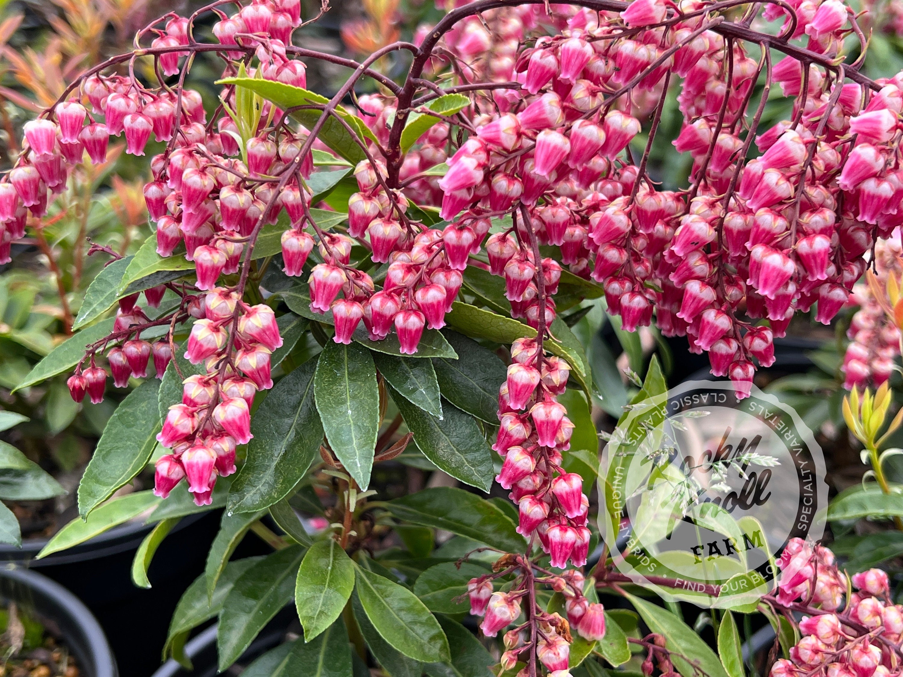 Pieris Scarlet Ohara