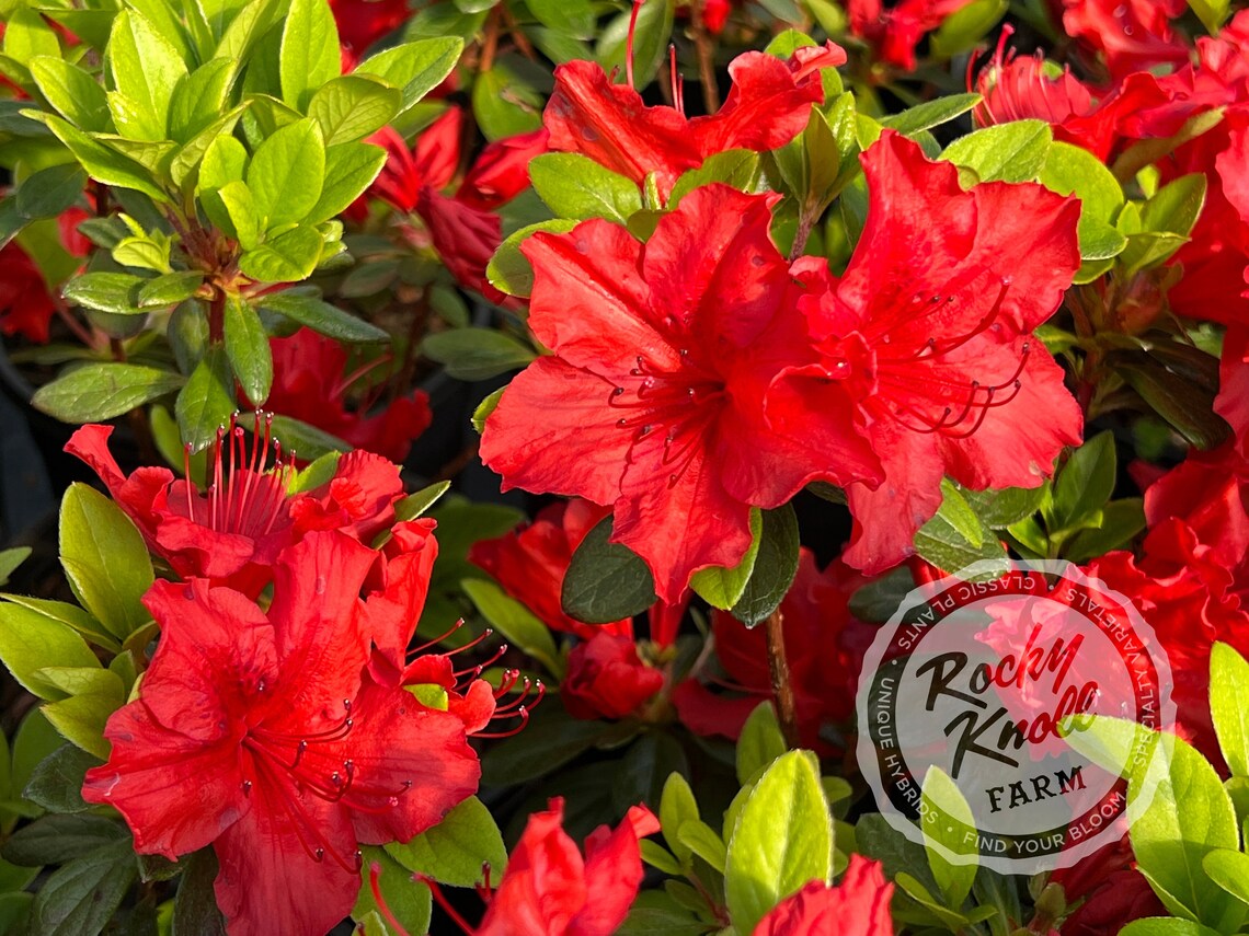 Girard's Hot Shot - Etsy