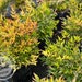 Moon Bay Heavenly Bamboo (nandina Domestica) - Etsy