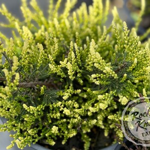 Calluna Spring Cream Heather - Etsy
