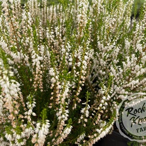 Calluna Spring Cream Heather - Etsy
