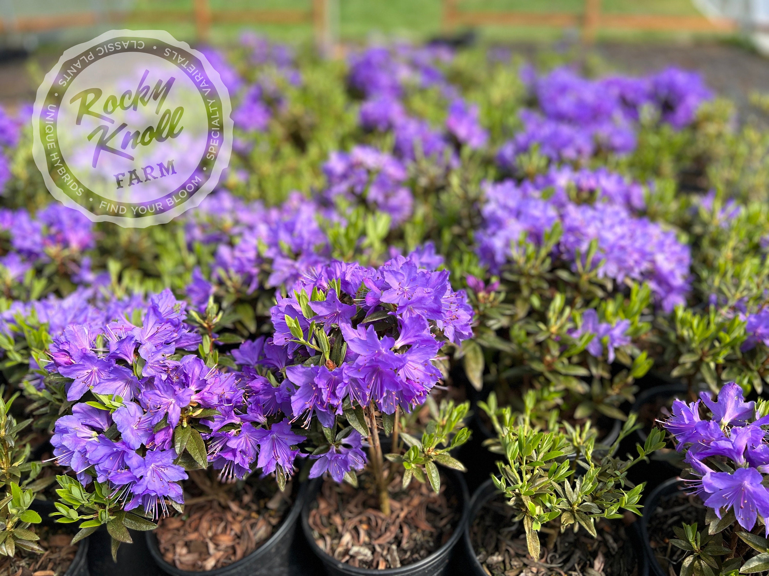 Vibrant Violet - Etsy