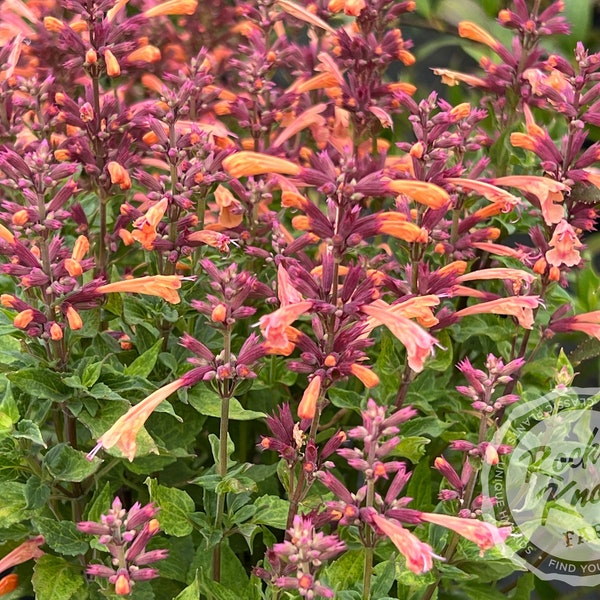 Agastache - Etsy